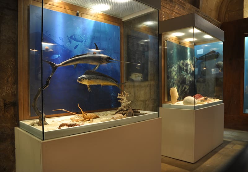 Gozo Nature Museum - Visit Gozo